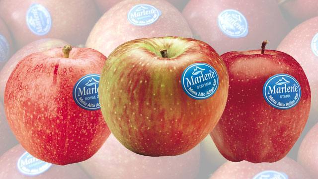 Marlene, la marca de manzanas más conocida en España - Distribución ...