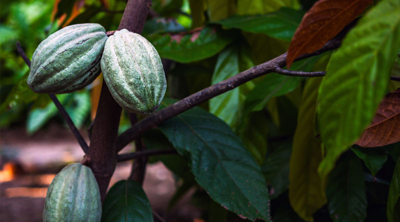 Puratos desarrolla Cacao-Trace para impulsar la producción sostenible ...